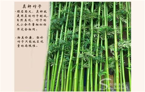 竹子专用油漆 竹子打磨抛光 竹子房子 大山谷图库