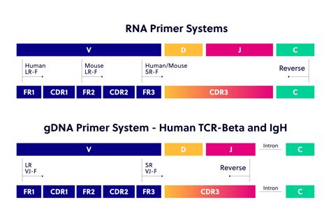 How To Design Multiplex Pcr Primer Design Talk