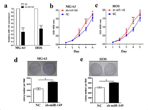 The Effects Of Mir 149 Knockdown On Cell Proliferation And Colony