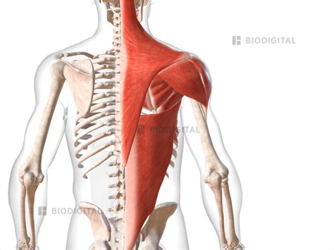 Right Shoulder Anatomy