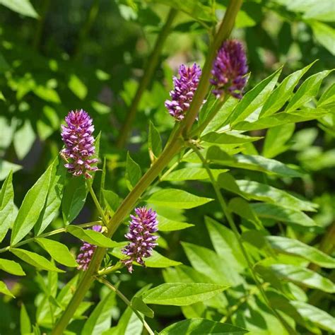 Licorice Seeds Spanish Liquorice Herb Seeds