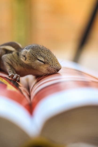 Premium Photo Close Up Of Lizard On Book
