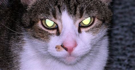 Vets Warned About Cat Disease Outbreak That Can Kill Humans