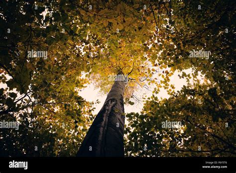 Canopy Trees Hi Res Stock Photography And Images Alamy