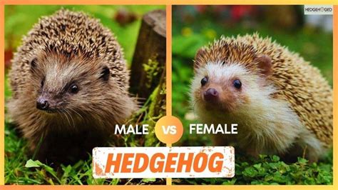 Male Vs Female Hedgehogs Temperament And Behavior