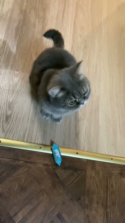 Почему котики так любят играть с фантиками Youtube