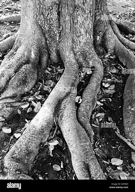 Tree Roots Black And White Hi Res Stock Photography And Images Alamy