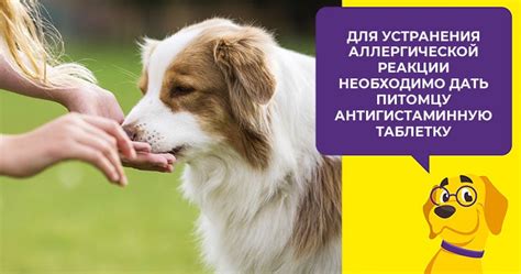 Катозал для собак: инструкция, отзывы, дозировка