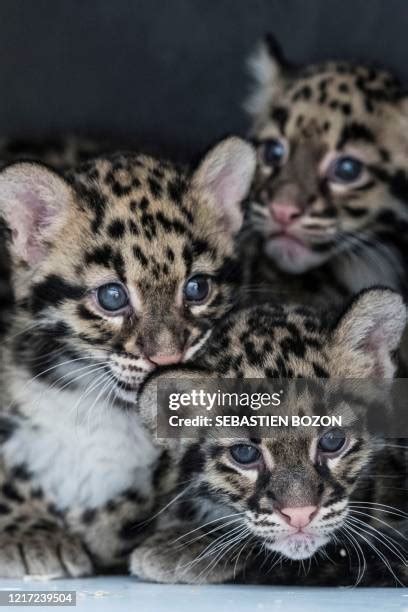 Clouded Leopard Cub Photos And Premium High Res Pictures Getty Images
