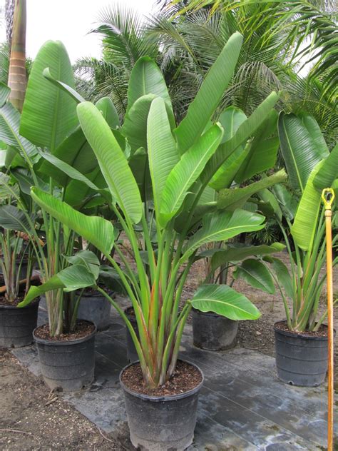 White Bird Of Paradise 15 Gallon Heritage Farmsheritage Farms
