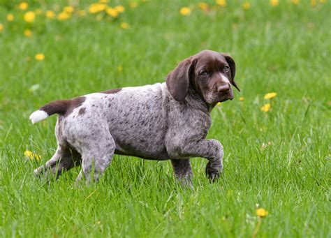German Shorthaired Pointer Dog Breed Characteristics And Care