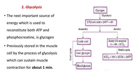 Exercise Physilogy I And Iipptx