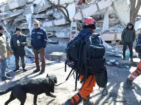 Turkish Airlines Rescue Dogs Sent To Turkey Get First Class Goodbye