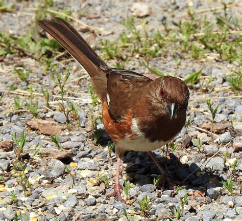 Towhee Timur Sebelumnya Foto Gratis Di Pixabay Pixabay
