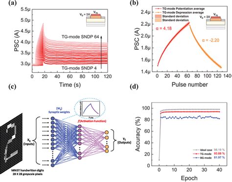 Long‐term Plasticity Characteristics For Neuromorphic Computing A