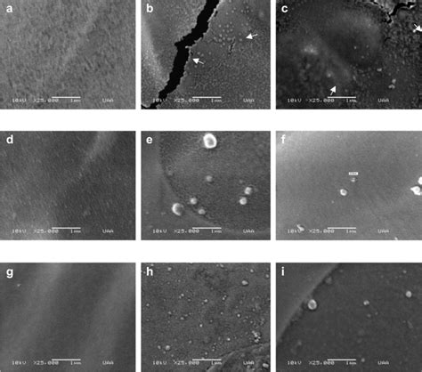 Morphological Characterization Of The Edible Films At ×25000 A Lmf B