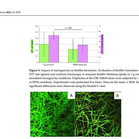 Impact Of Microgravity On Biofilm Density Observation Using Confocal