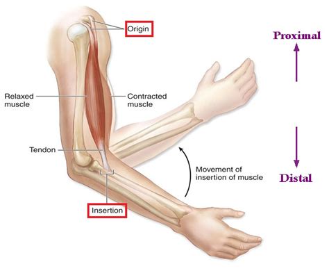 Rehab Happy Difference Between Origin And Insertion