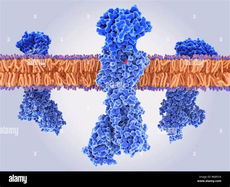 Gastric Proton Pump Inhibitor Illustration The Gastric Proton Pump Is