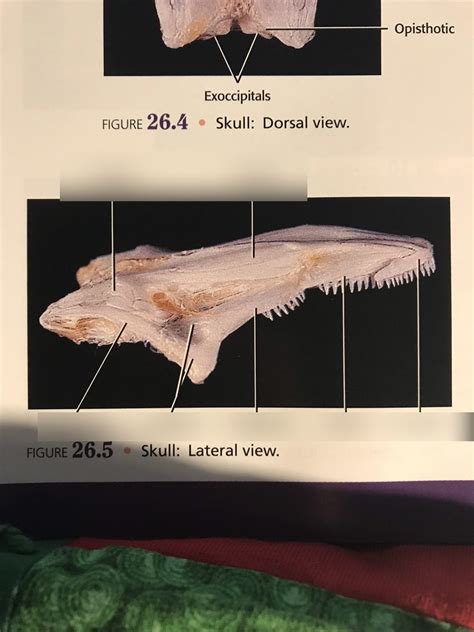 Necturus Skull Diagram Quizlet