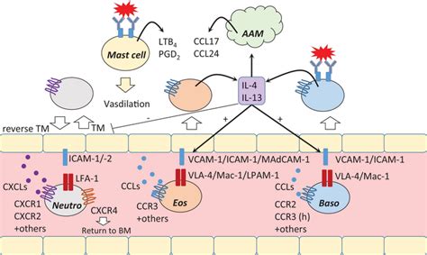 Extravasation Of Granulocytes During Allergic Inflammation Il‐4 And