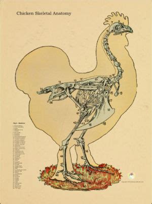 Chicken Anatomy Charts And Posters