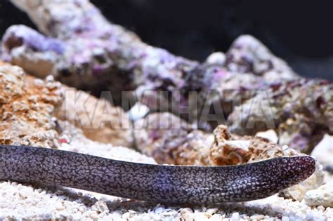 KBO アミキカイウツボ 海水魚カミハタビジネスオンライン