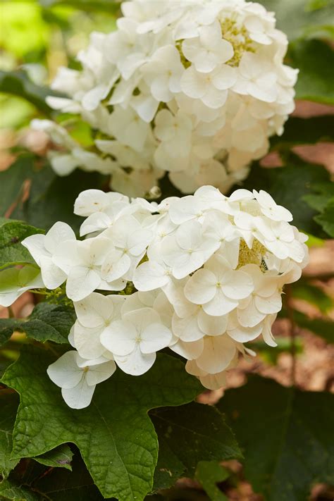 The 19 Best White Hydrangeas For Your Garden