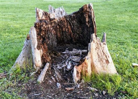 How To Kill Tree Stumps Pro Tool Reviews