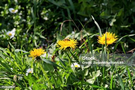 허니 비 꽃 민들레 꽃 봄 시즌에 정원에서 아름 다운 노란 꽃입니다 노란 데이지 야외에서 봄 민들레와 자연 환경 배경 그리고 벽지입니다 계절에 대한 스톡 사진 및 기타