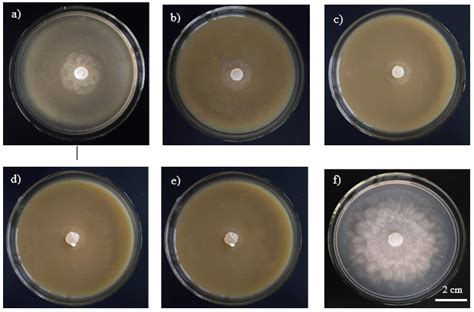 The Antifungal Ability Of C Odorata Extract Against P Capsici At Download Scientific Diagram