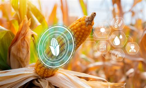 Maize Plant Genetics Shape Root Health And Growth