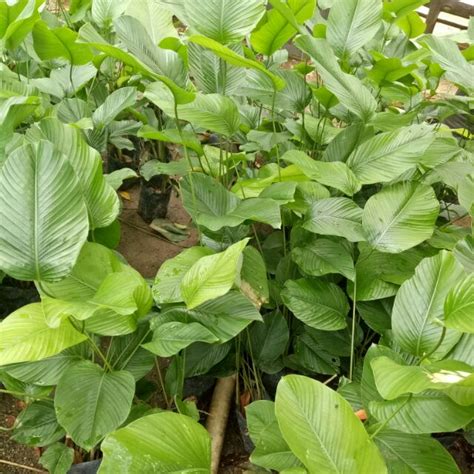 Thaumatococcus Daniellii Indoor Plant Cantik Menghijau Shopee Malaysia