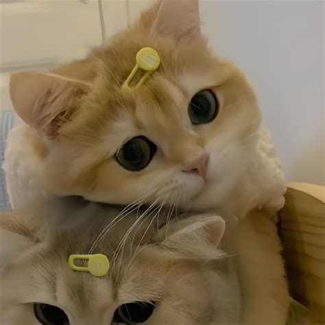 30 Matching Cat Pfp Ideas Cute Cats Cat Profile Cat Icon
