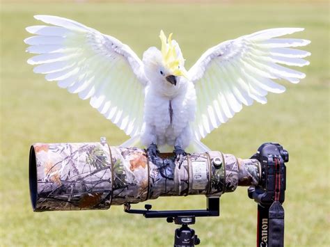 앵무새 동호회 Band