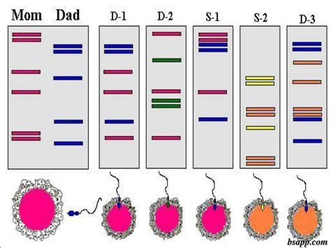 PPT DNA Typing PowerPoint Presentation Free Download ID 3694816