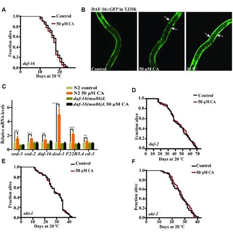 Ca Requires The Transcription Factor Foxodaf 16 To Extend The