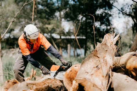 Tree Removal Services Geelong Bellarine Surf Coast Tree Division