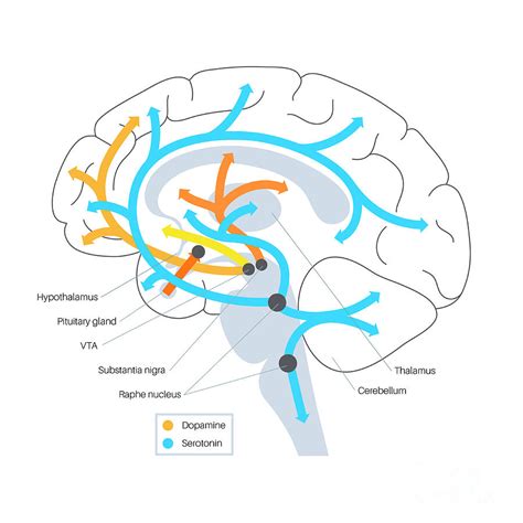 Serotonin And Dopamine Pathway Photograph By Pikovit Science Photo Library Pixels