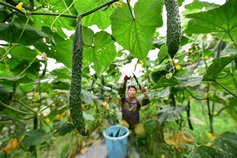 贵州麻江：黄瓜喜丰收 人民图片网