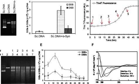 Recombinant Syn Nicks Naked DNA In Vitro Which Is Enhanced By Its