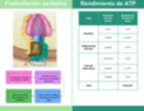 Solution Diagrama De Cadena De Electrones Y Fosforilaci N Oxidativa