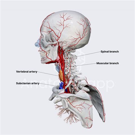 Vertebral Artery Anatomy App