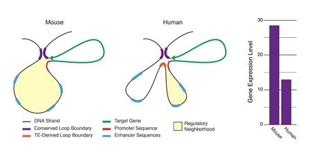 Transposable Elements Play An Important Role In Genetic Expression And