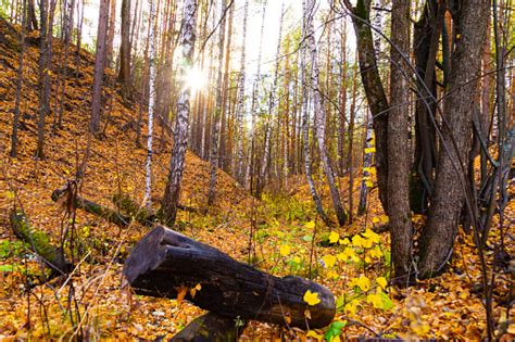 단풍의 길과 따뜻한 빛이 금빛 단풍을 비추는 가을 숲 풍경 가을 숲의 자연을 배경으로 한 보도 화려한 숲에서 생생한 10 월의 날 0명에 대한 스톡 사진 및 기타 이미지