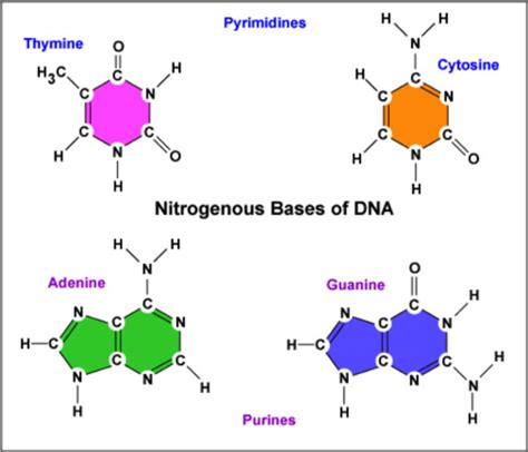 Lecture 3 Bacterial Genetics Flashcards Quizlet