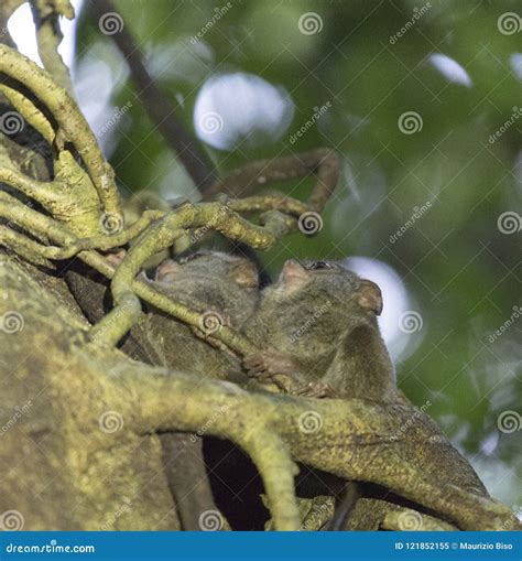Tarsius On A Tree Stock Image Image Of Cryptic Forest 121852155