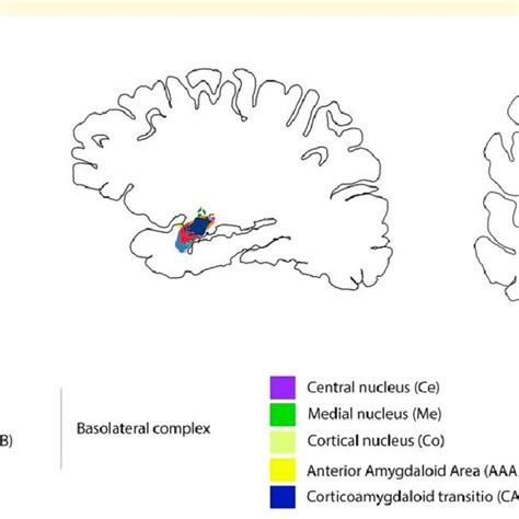 Amygdala Substructures Amygdala Subnuclei Segmentation Module Based On
