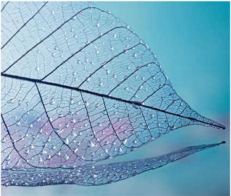 Phytogenics Trouw Nutrition