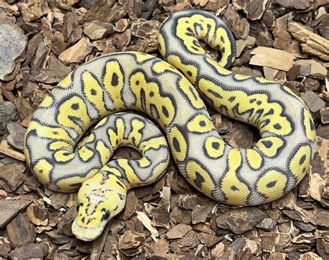 Super Pastel Clown Ball Python By Rustys Balls Ball Python Python Cute Reptiles